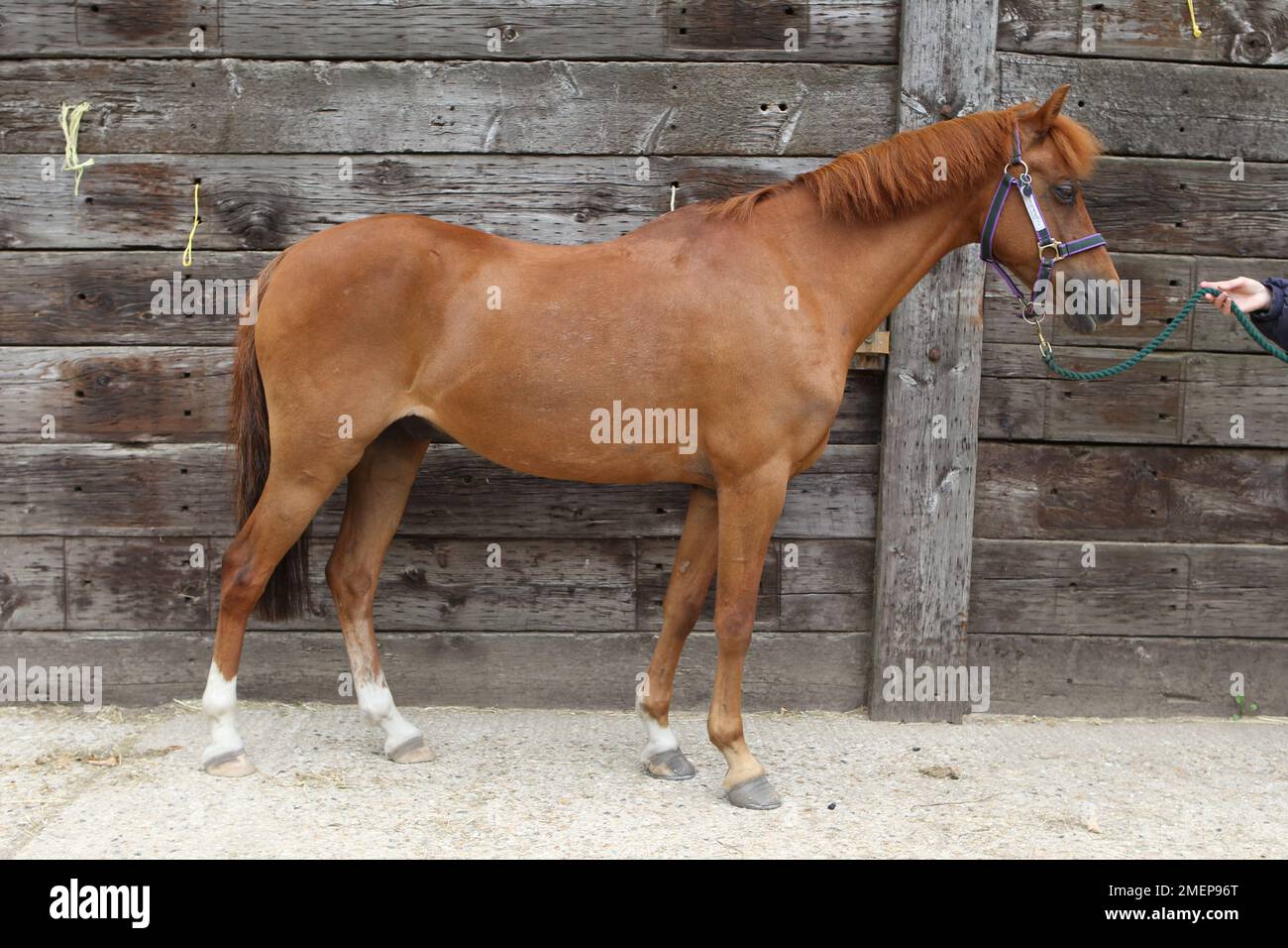 Chestnut pony at riding stables, side view Stock Photo - Alamy