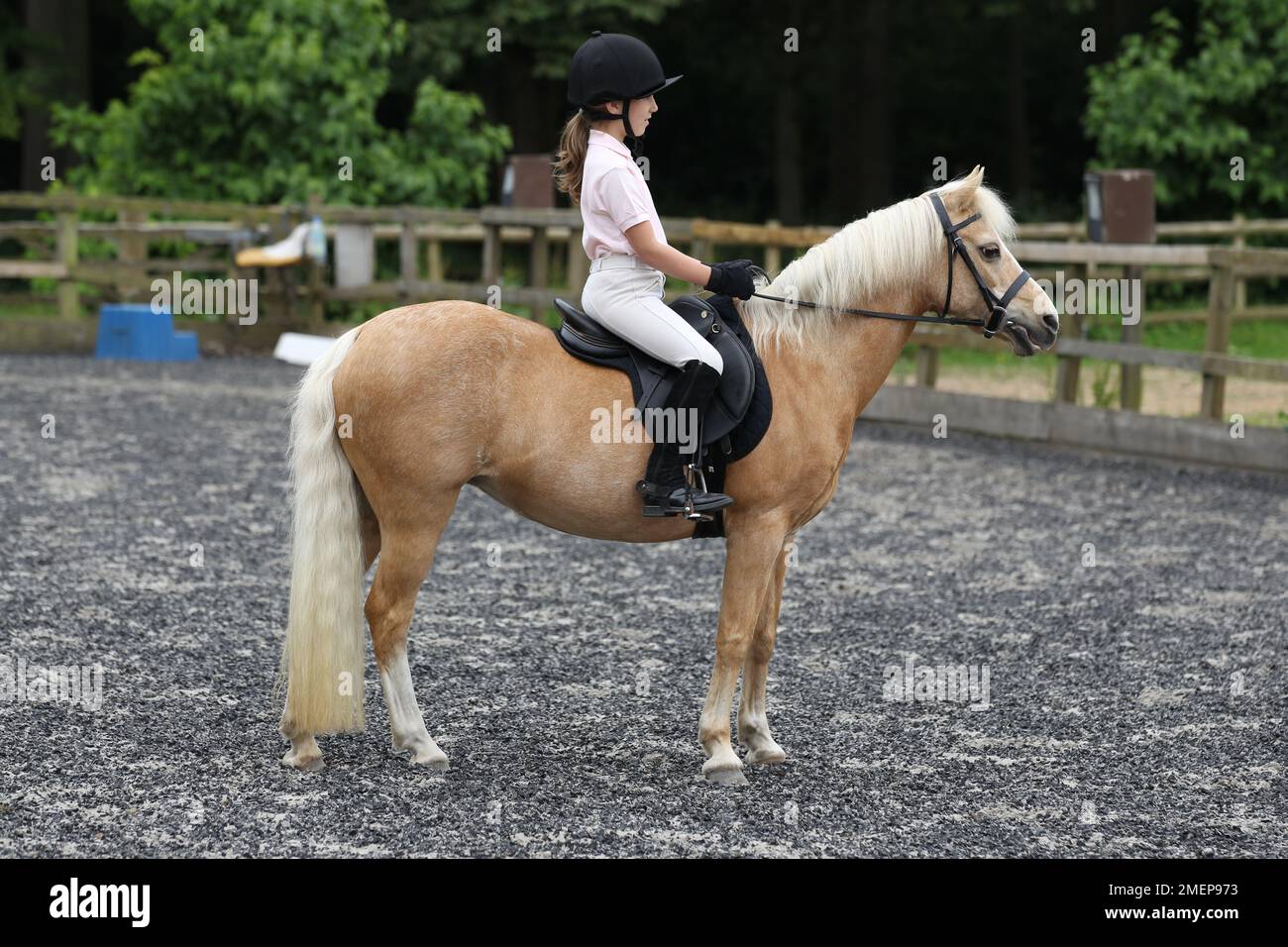 Young girl sitting correctly on palomino pony in paddock during riding ...