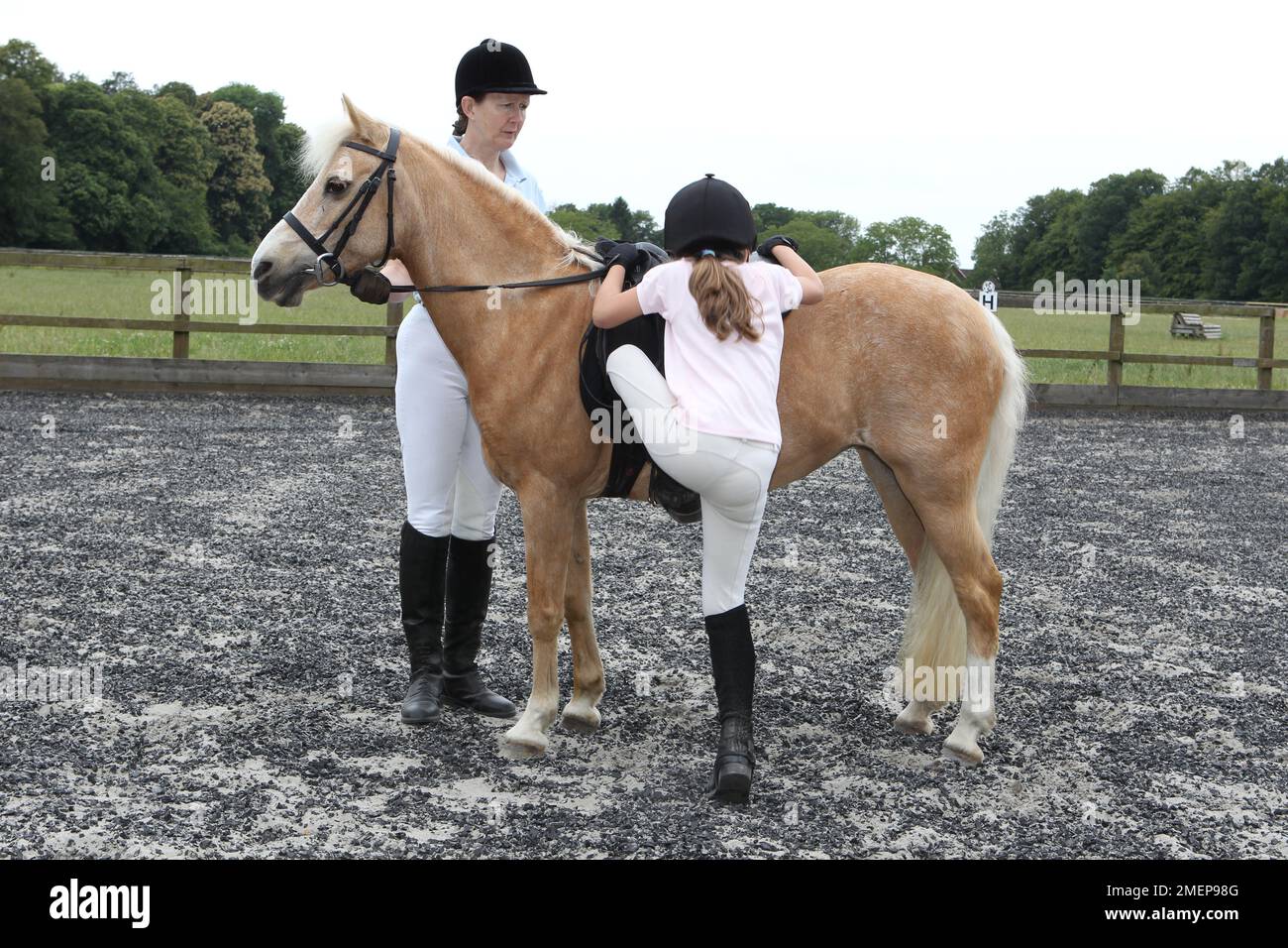 Young girl with foot in stirrup preparing to mount palomino pony in ...