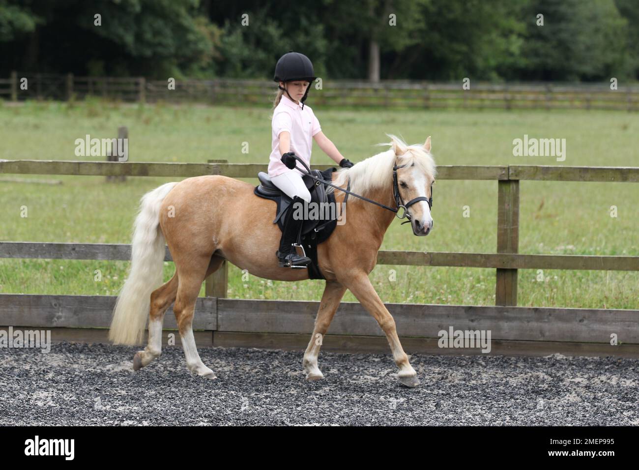 Young girl riding palomino pony in paddock during riding lesson, side ...