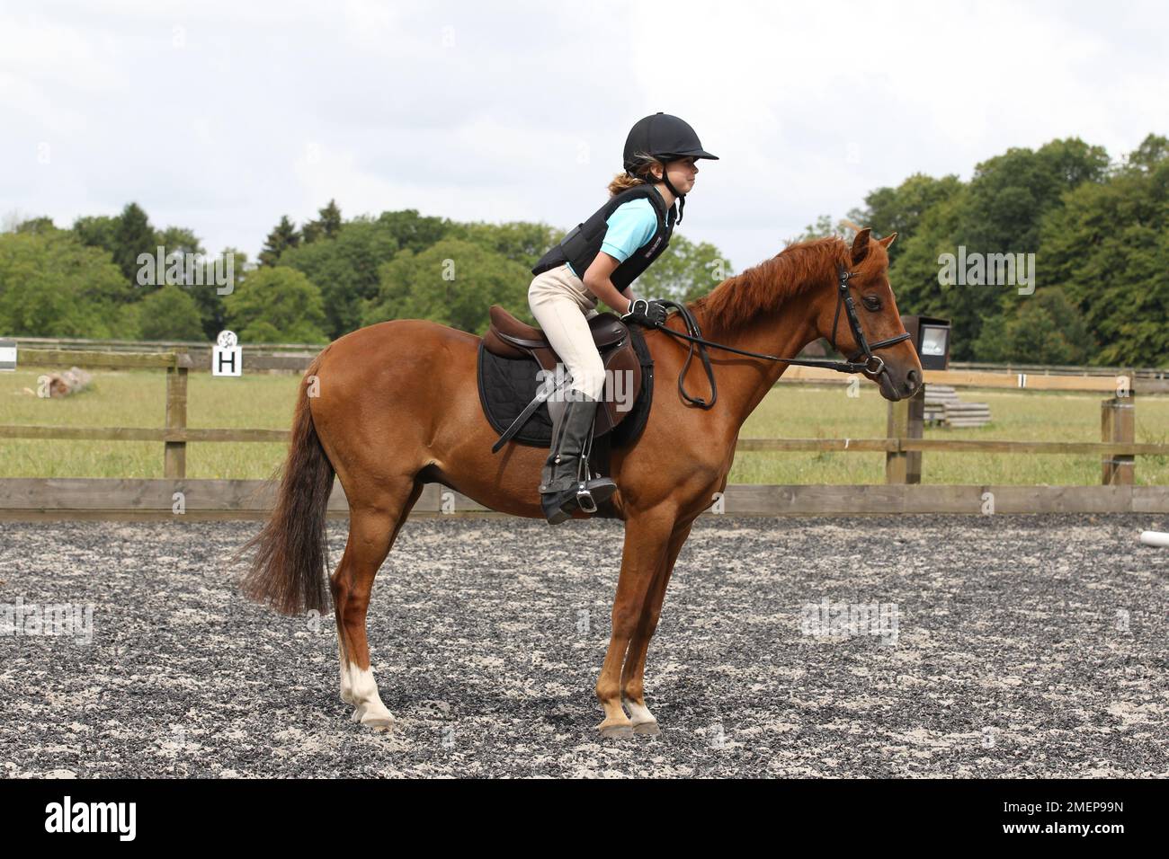 Girl sitting on pony in paddock and learning forward during riding ...