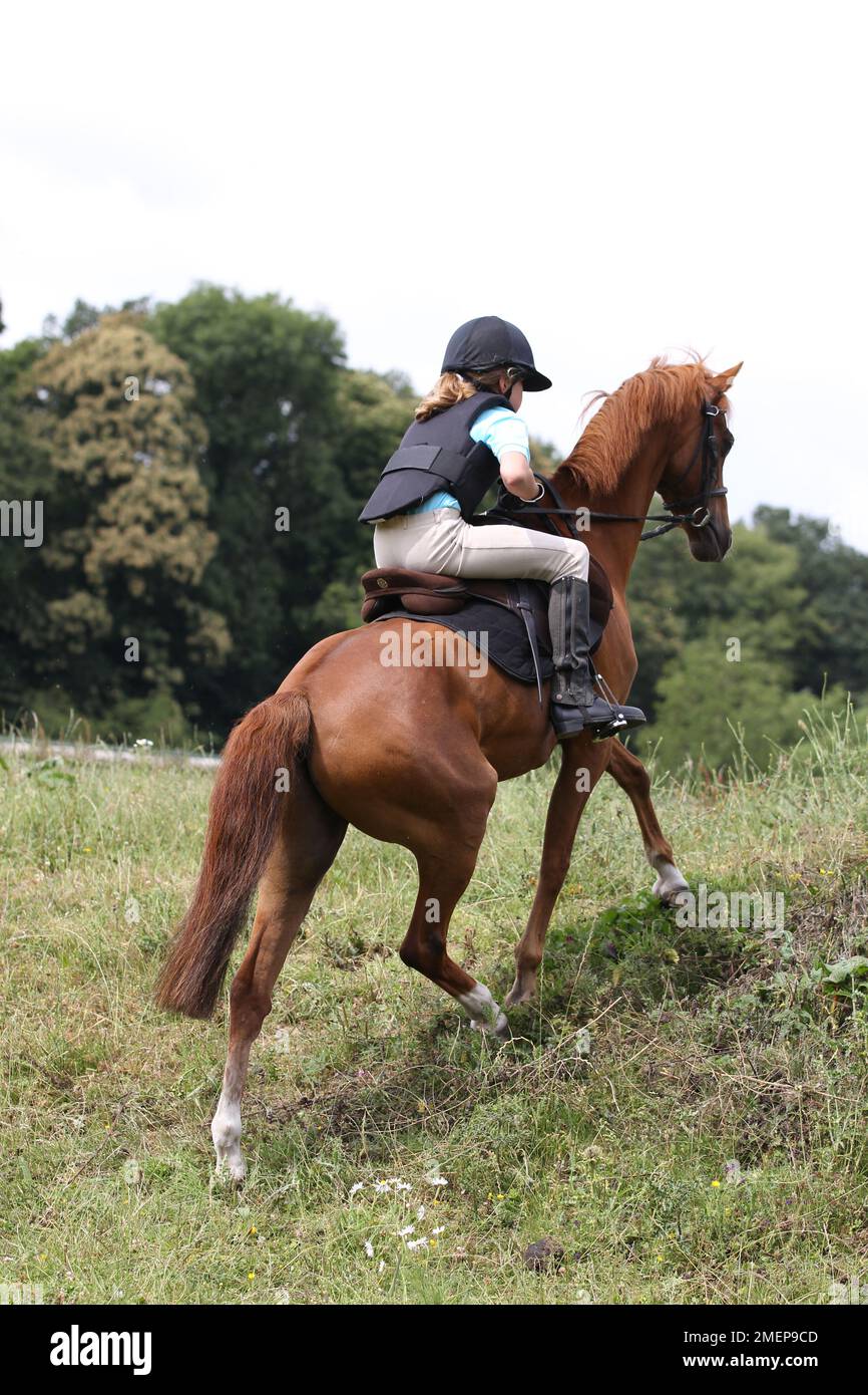 Girl riding chestnut pony up hill during cross country riding lesson ...