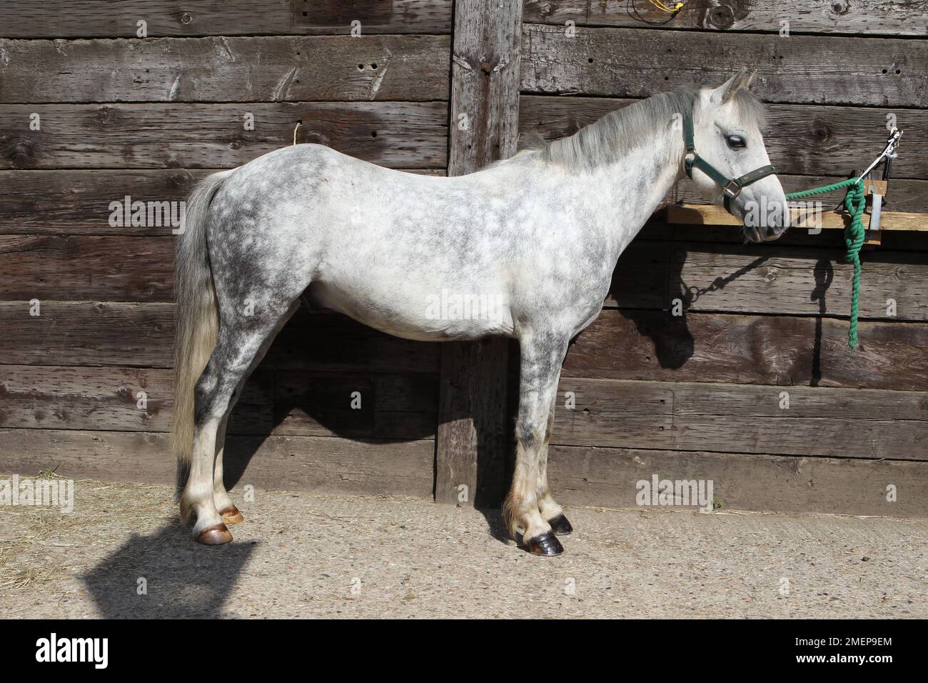 Grey dapple pony tethered to fence at riding stables, side view Stock ...