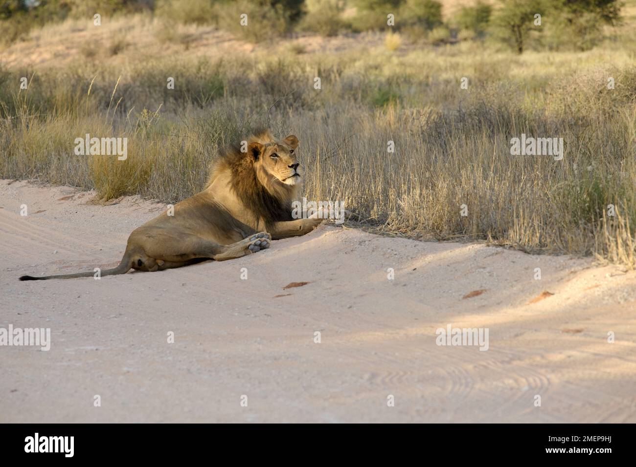 Male Lion resting waiting for prey Stock Photo - Alamy
