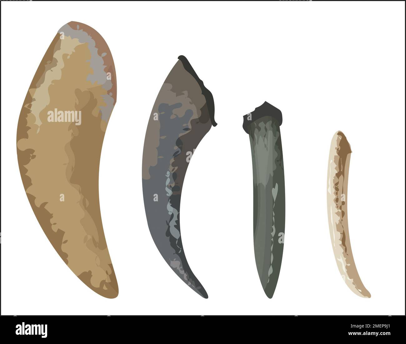 Animal chart hi-res stock photography and images - Alamy