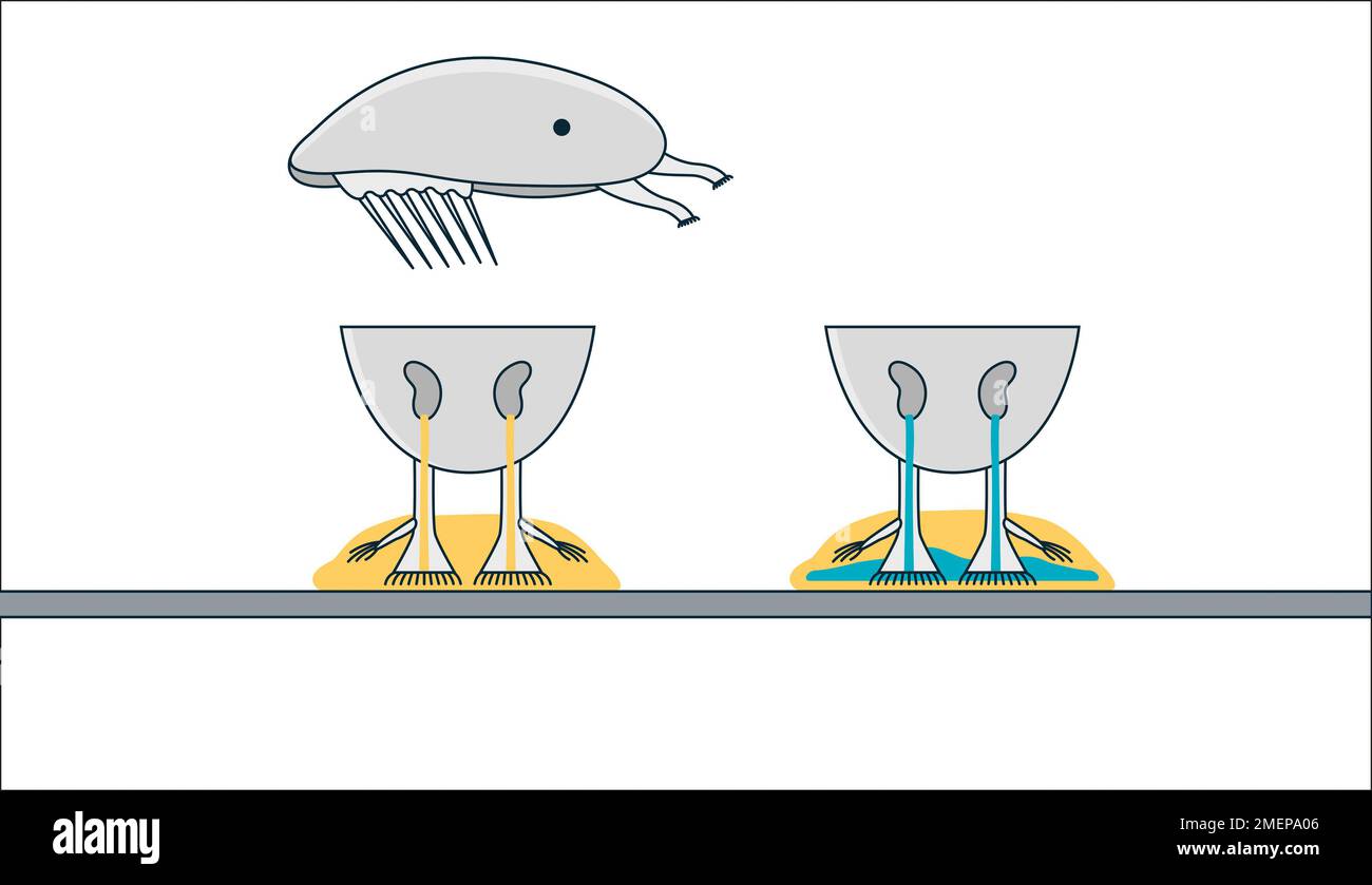 Illustration of baby barnacle Stock Photo - Alamy