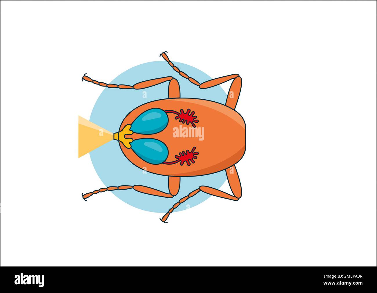Illustration of bombardier beetle's defence Stock Photo - Alamy