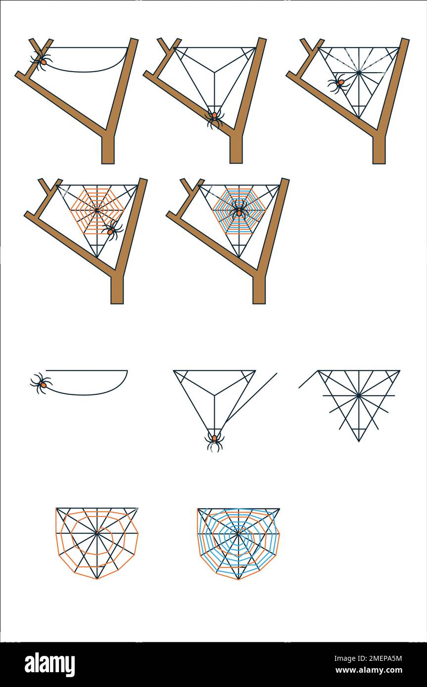 Webs types hi-res stock photography and images - Alamy