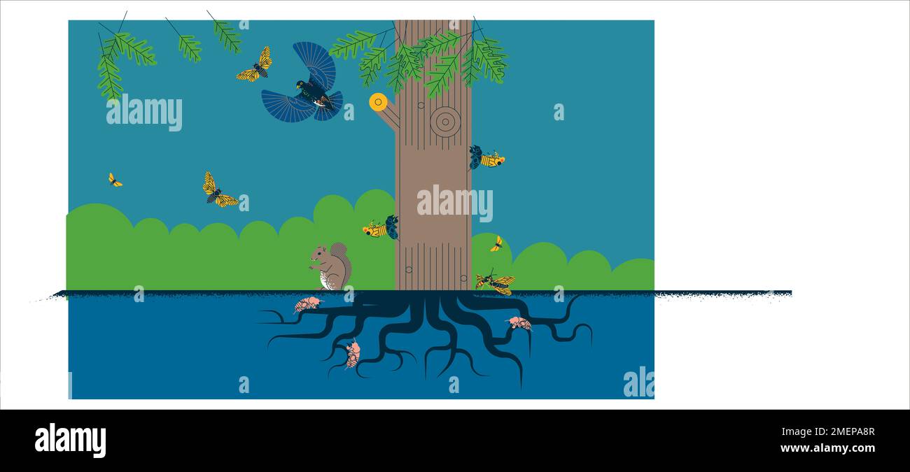 Illustration of cicada and grey squirrel Stock Photo - Alamy