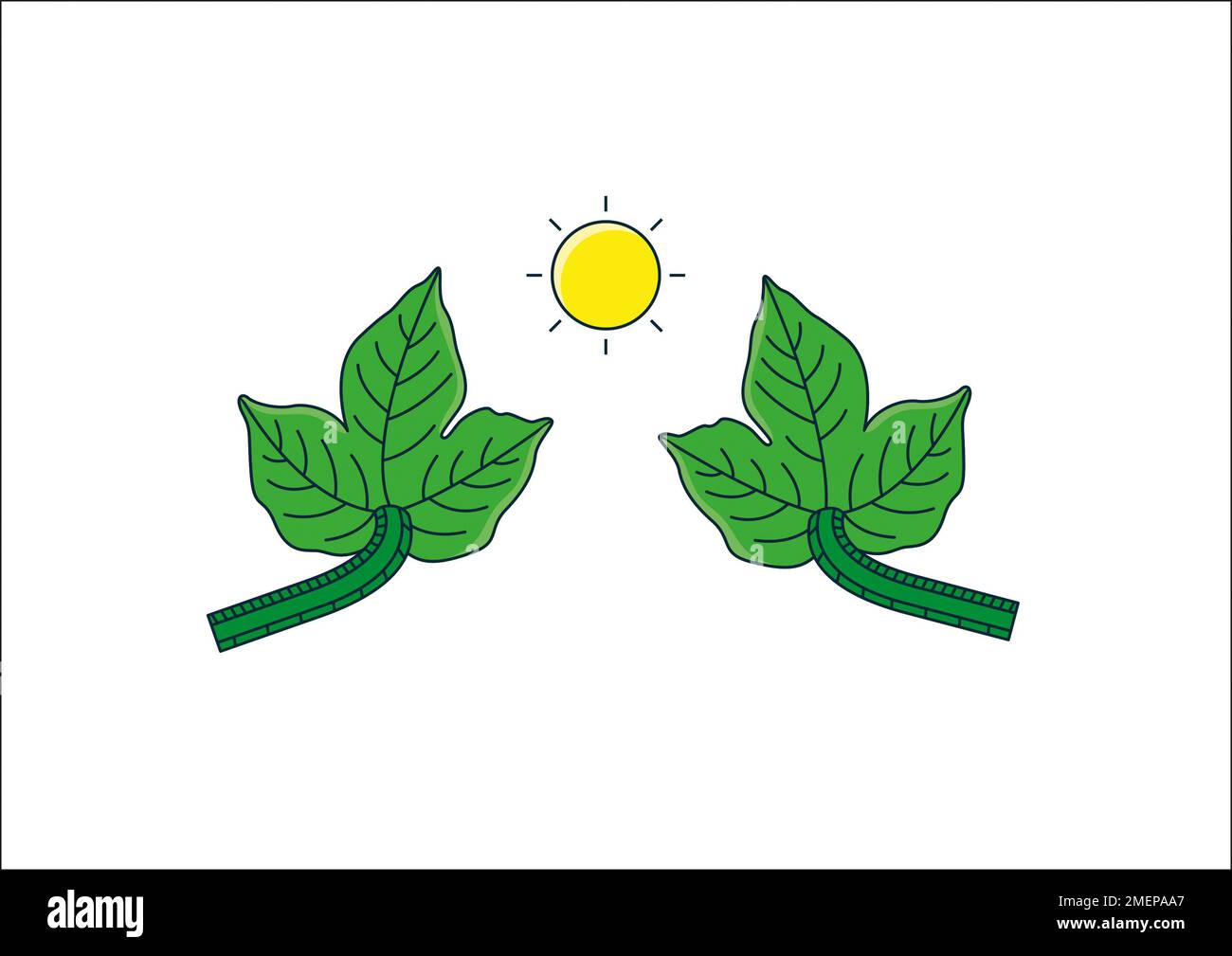 Photosynthesis diagram hi-res stock photography and images - Alamy