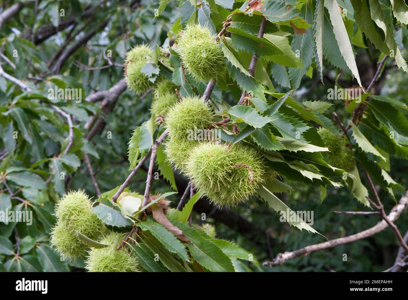 France, Corsica, chestnut tree with clusters of fruit Stock Photo - Alamy
