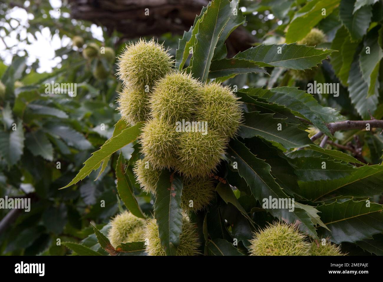 France, Corsica, chestnut tree with clusters of fruit Stock Photo - Alamy