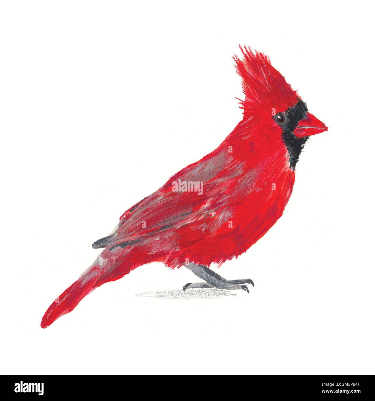 Cardinal view Cut Out Stock Images & Pictures - Alamy