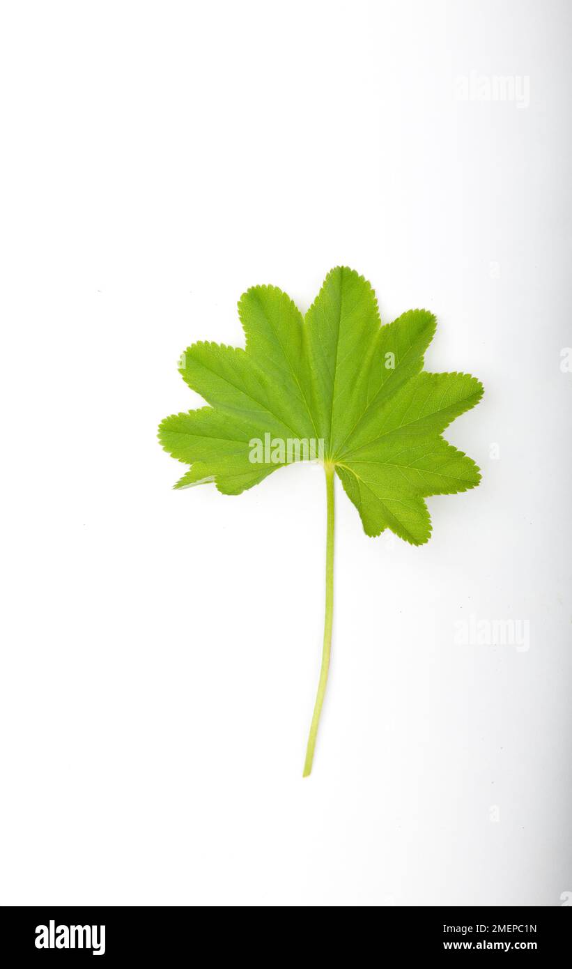 Alchemilla (Lady's Mantle) green leaf Stock Photo - Alamy