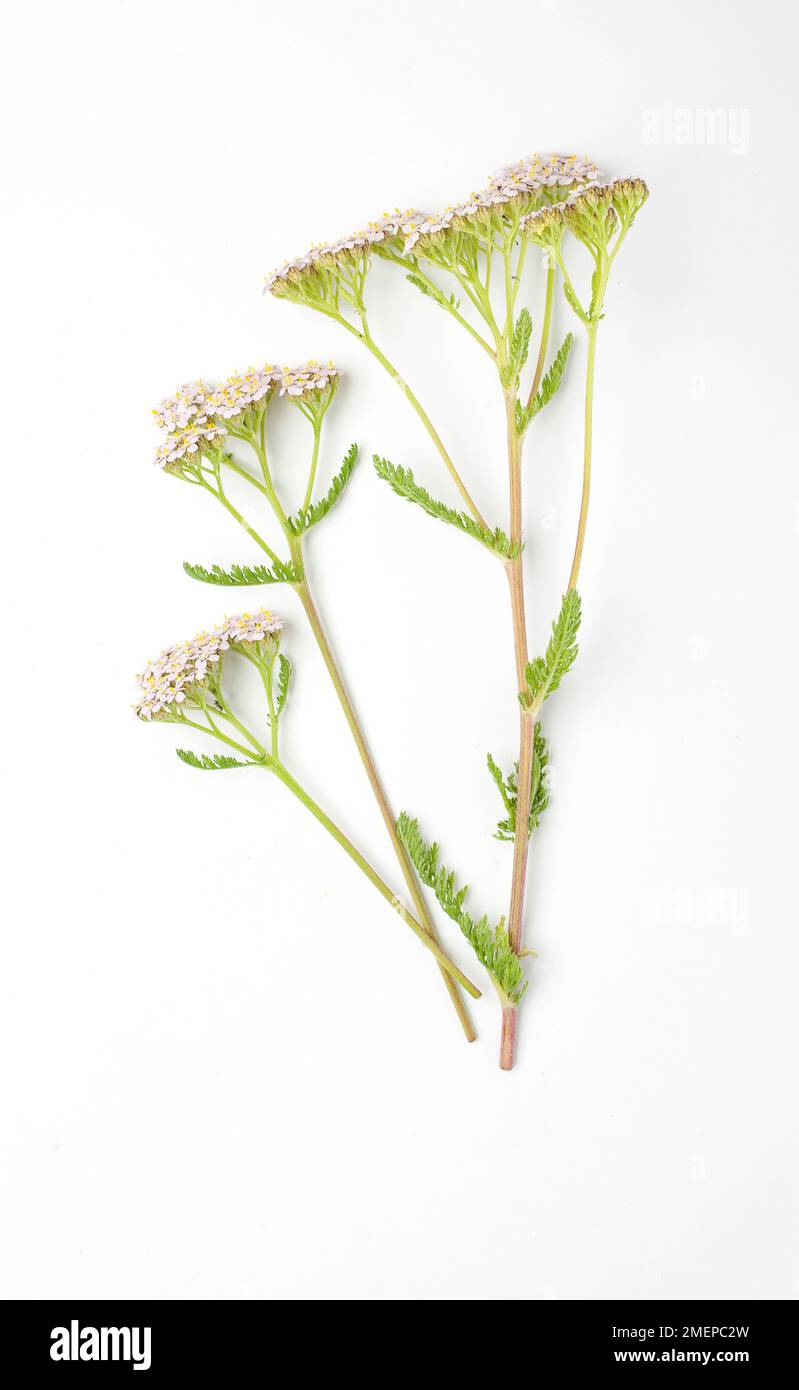 Achillea millefolium (Yarrow) stem cutting bearing flowers Stock Photo ...