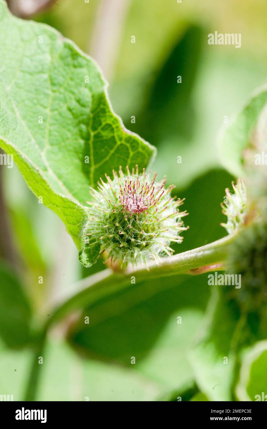 Arctium Lappa (Greater Burdock), close-up Stock Photo - Alamy