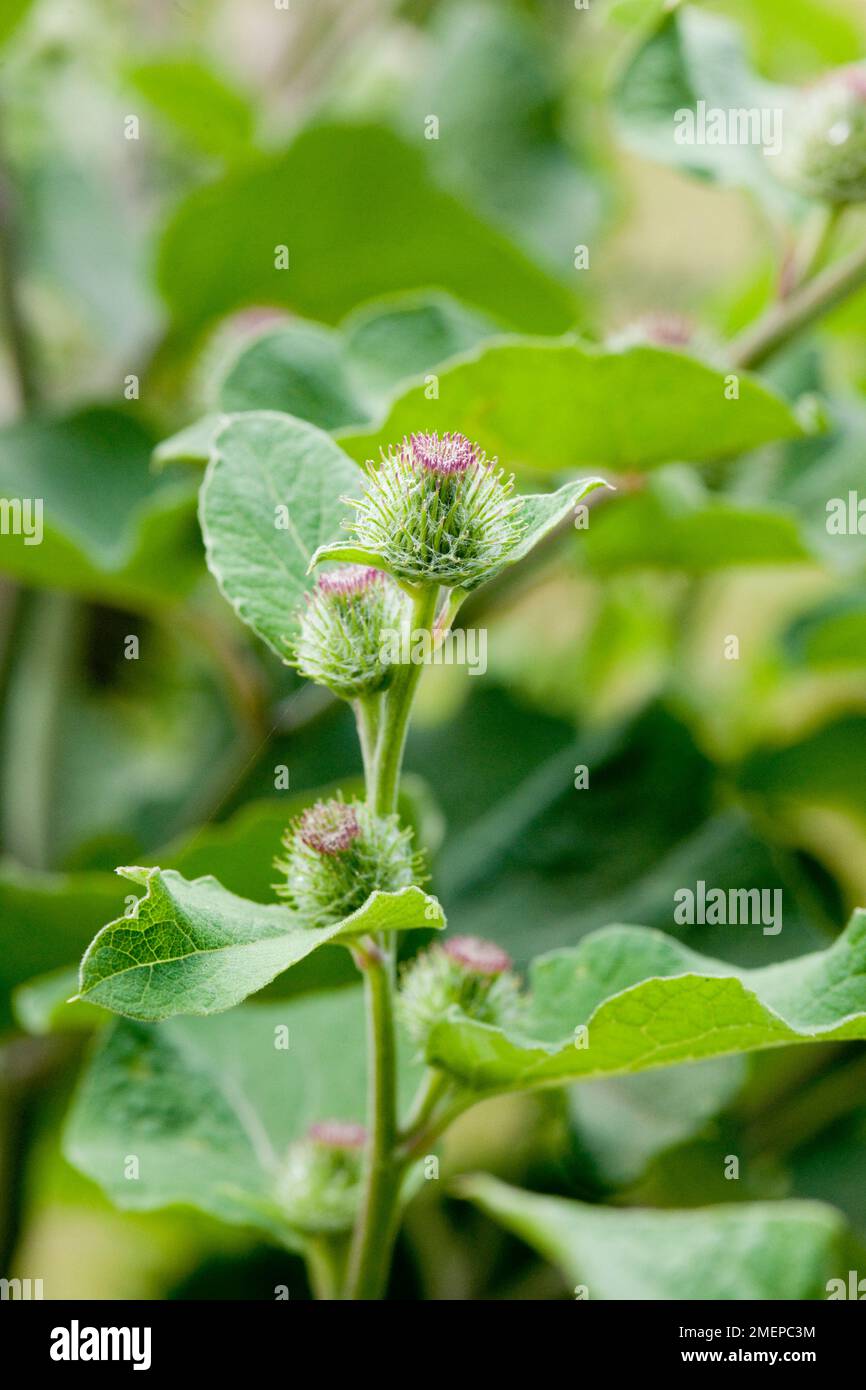 Arctium Lappa (Greater Burdock), close-up Stock Photo - Alamy