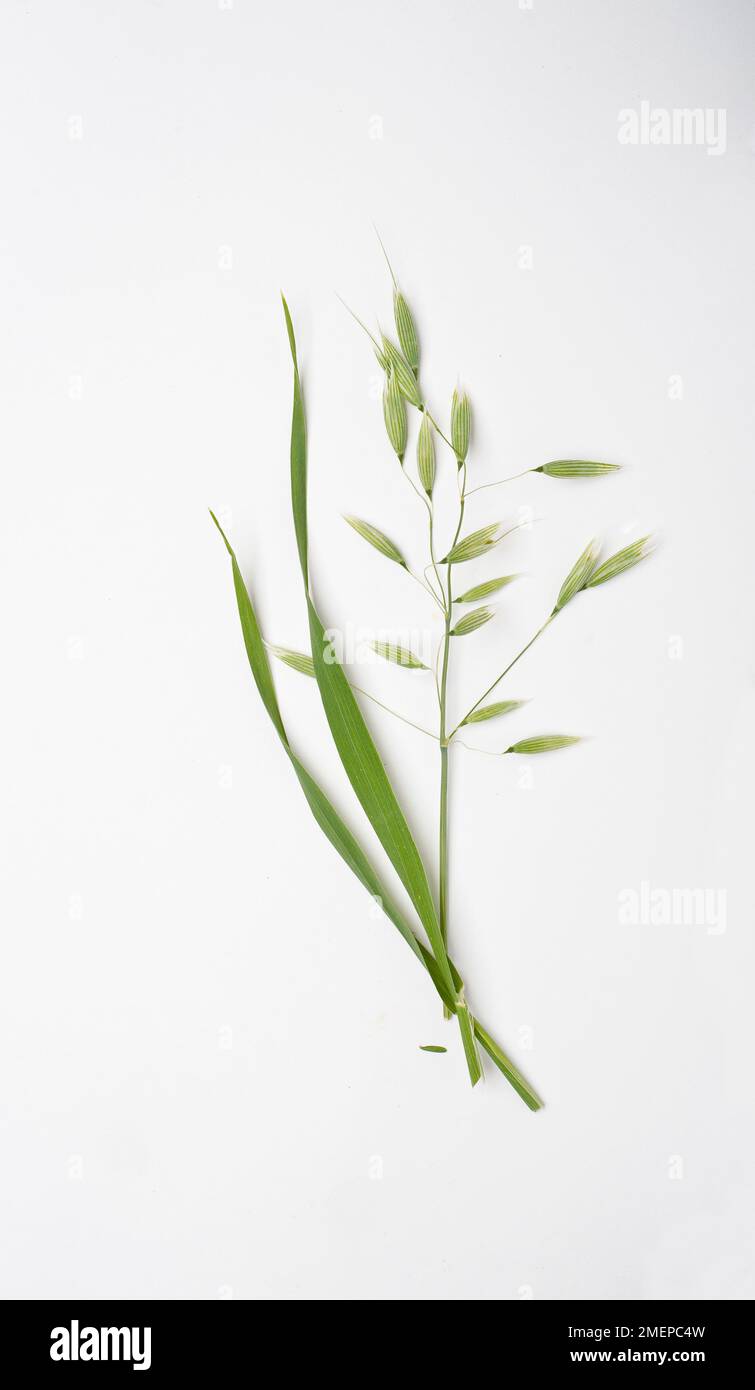 Avena sativa (Oat) on white background Stock Photo - Alamy