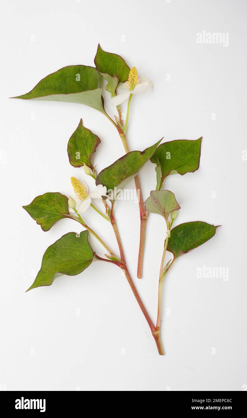 Houttuynia cordata (Lizard Tail) flower and leaf stem cutting, close-up ...