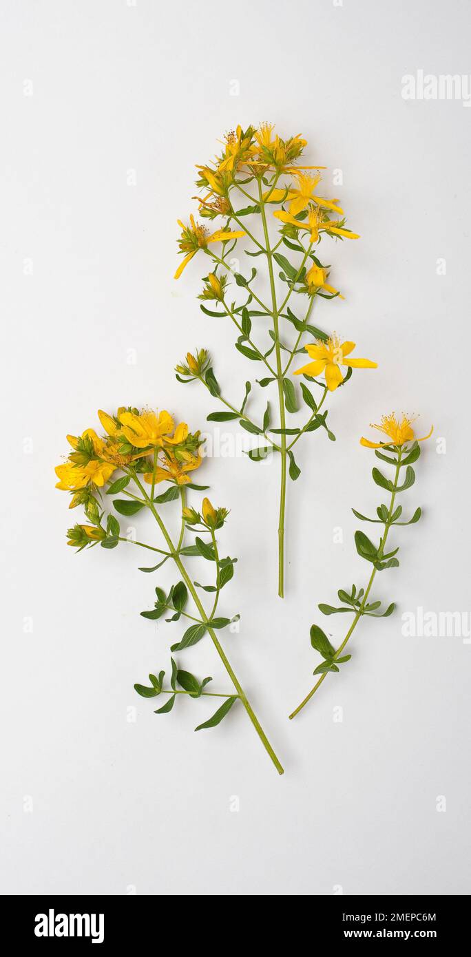 Hypericum perforatum (St John's Wort) bearing yellow flowers and green ...