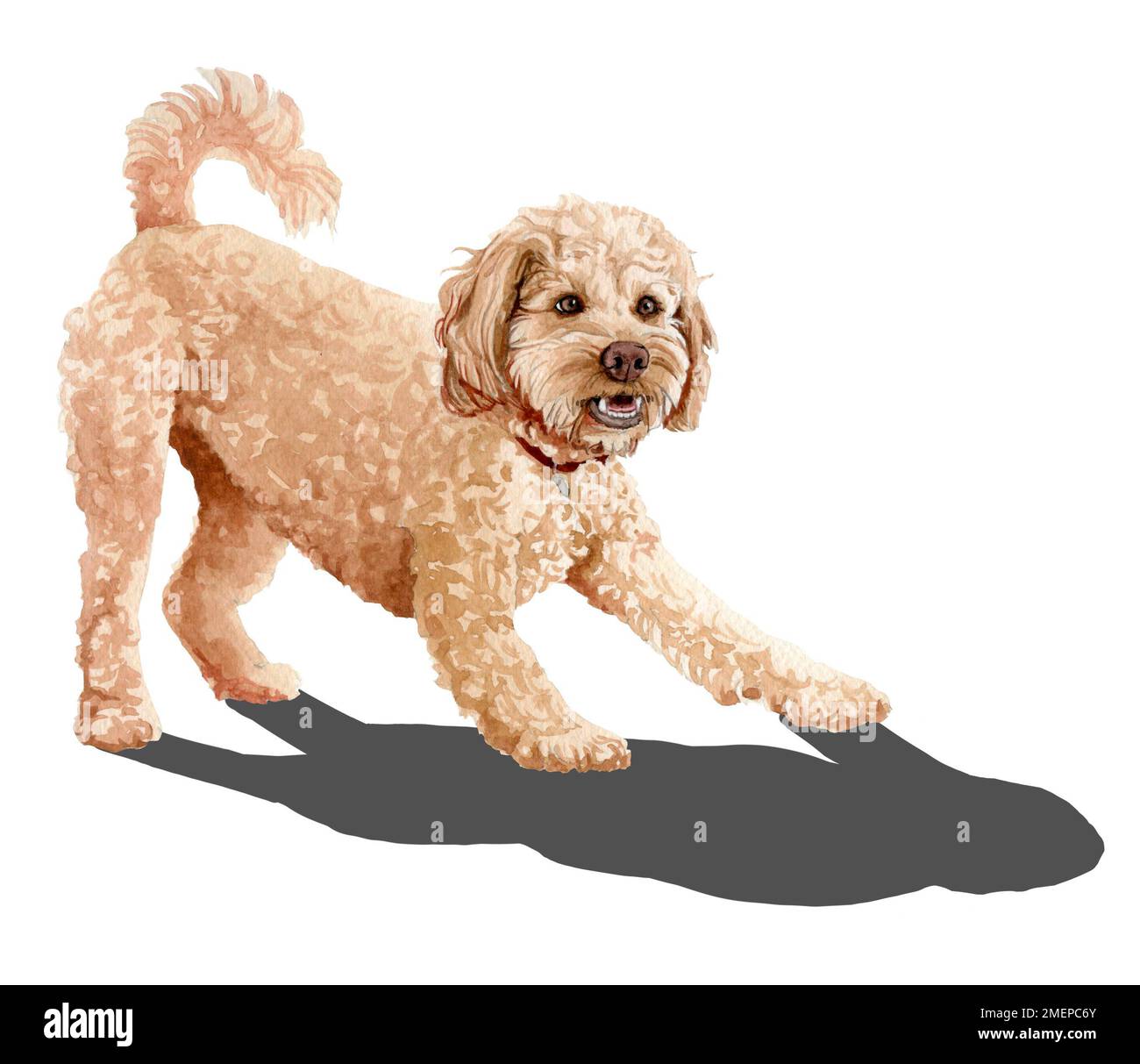 Shadow cat dog Cut Out Stock Images & Pictures - Alamy