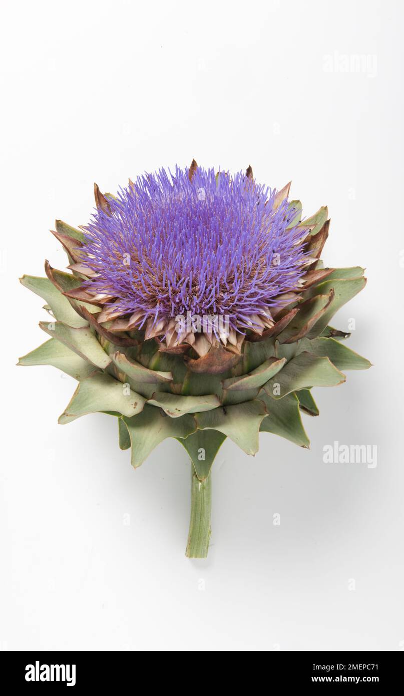 Cynara botanical hi-res stock photography and images - Alamy