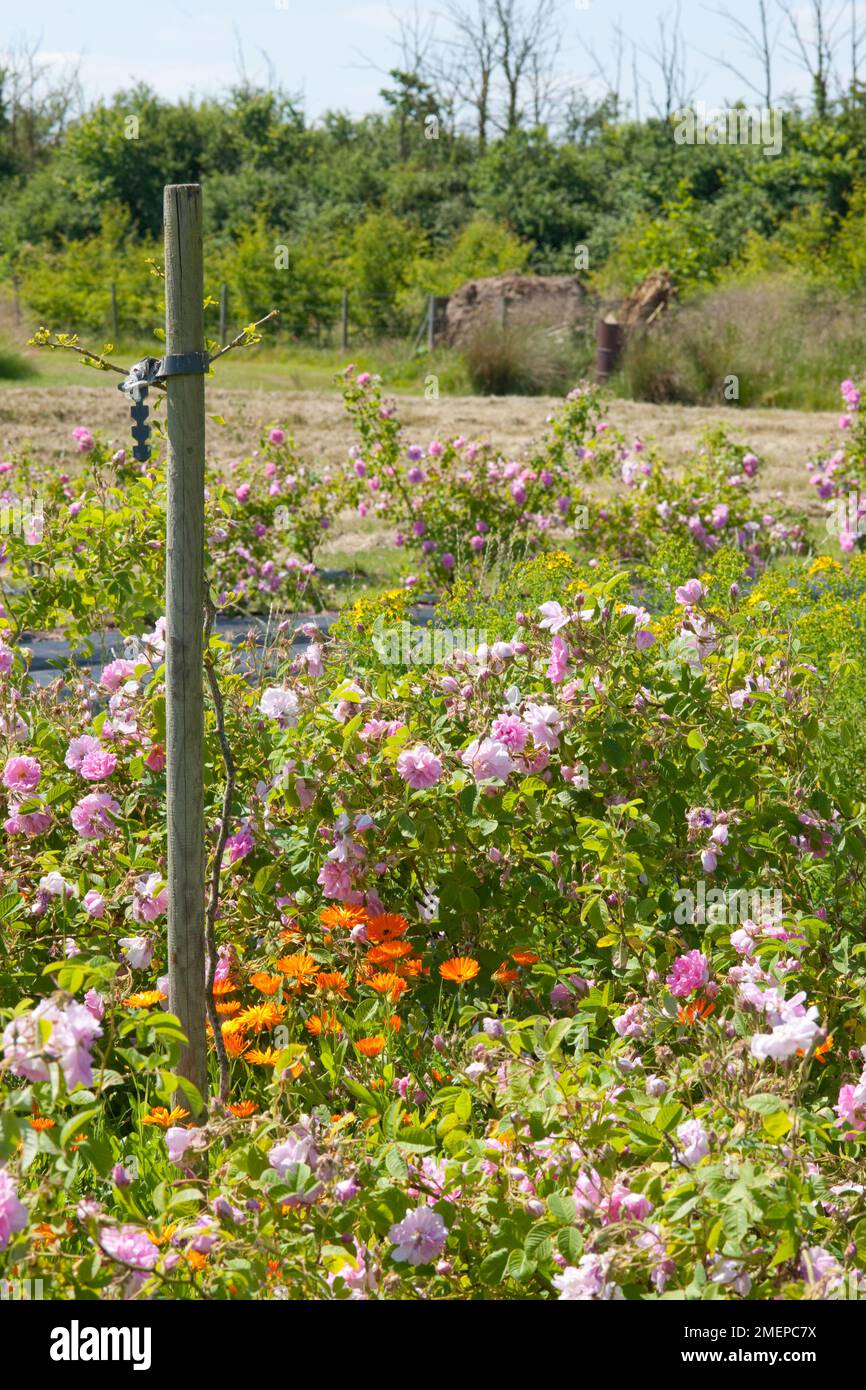 Herbs flowers in countryside hi-res stock photography and images - Alamy