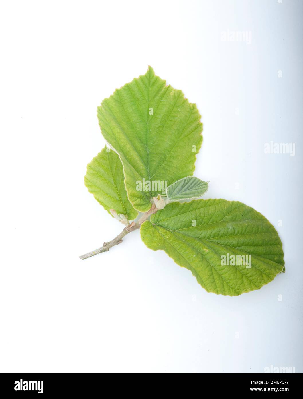 Leaf cutting with mature and immature leaves, close-up Stock Photo - Alamy