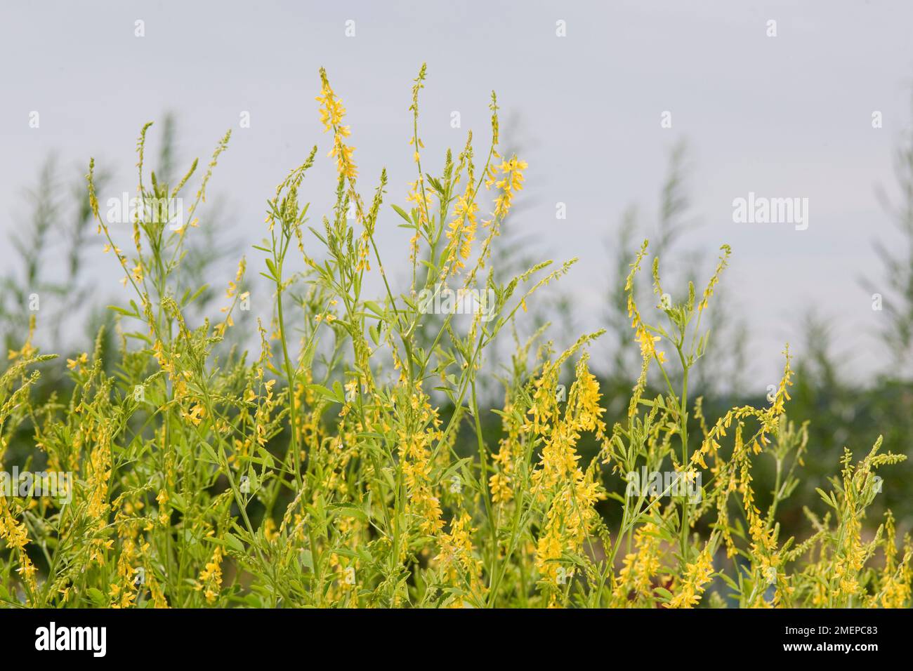 Long agricultural field growing hi-res stock photography and images - Alamy