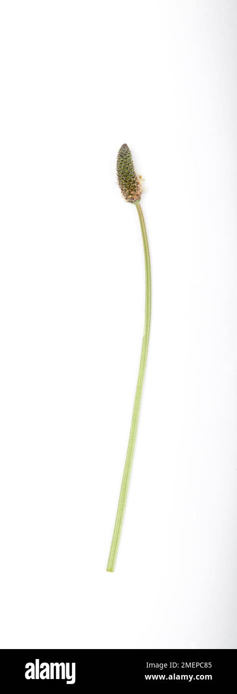 Plantago lanceolata (Ribwort Plantain) flower stem Stock Photo - Alamy