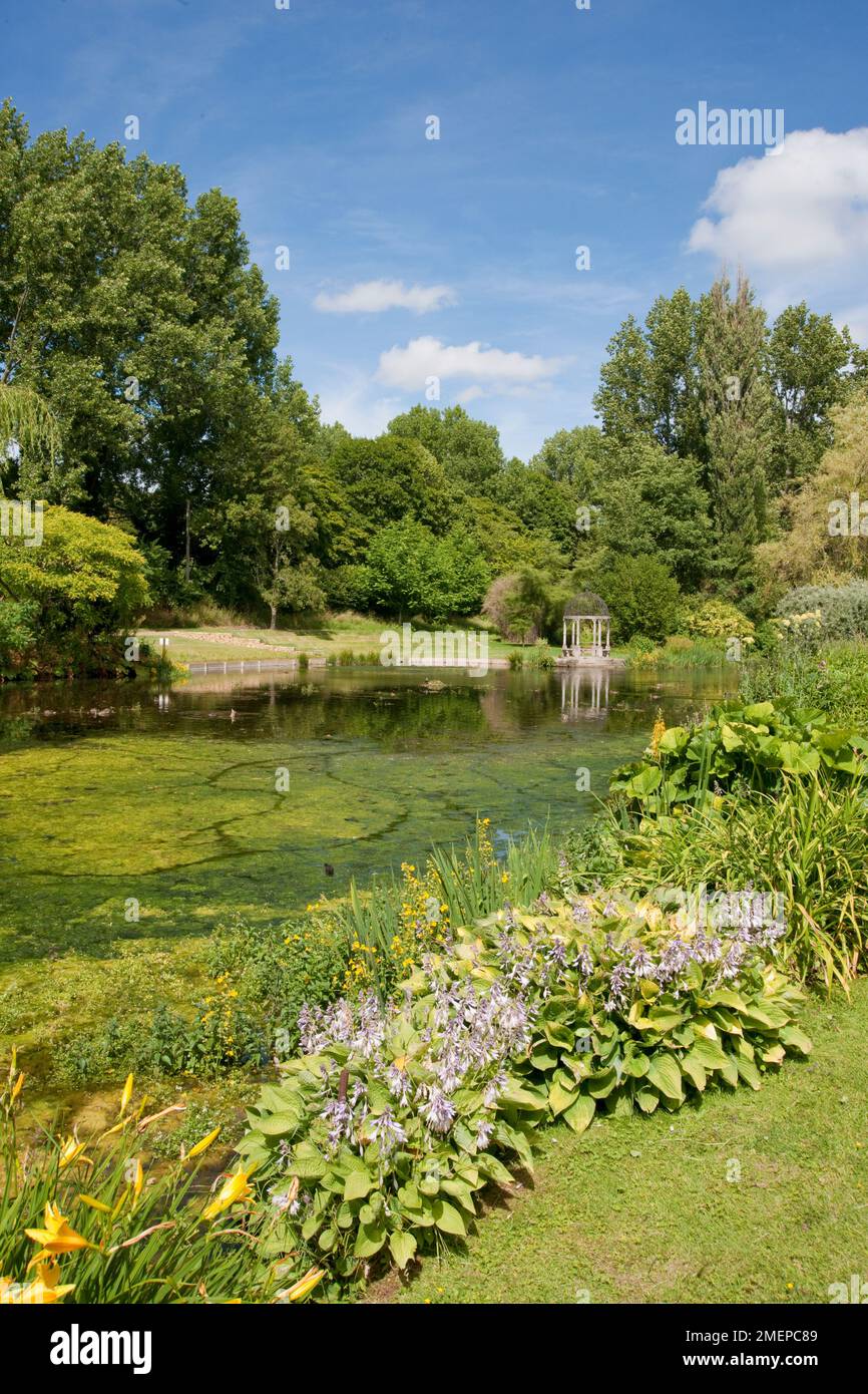 Flowers and plants growing on verdant riverbank Stock Photo - Alamy