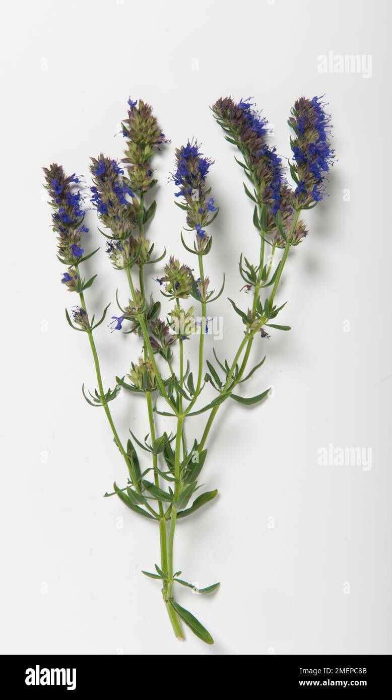 Hyssopus officinalis (Herb Hyssop) bearing purple flowers and green ...