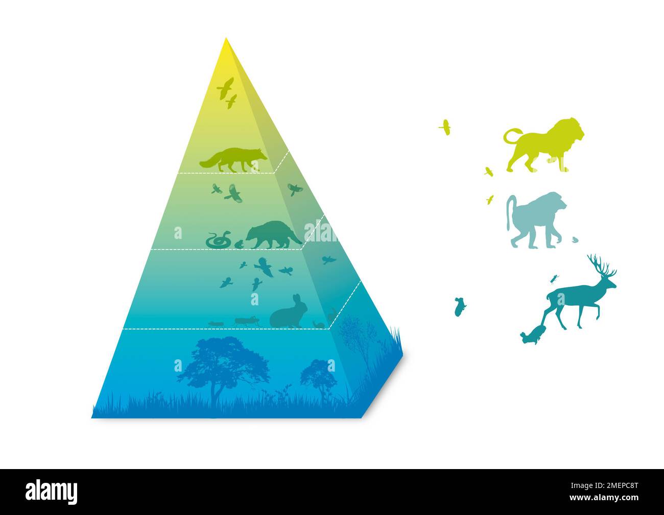 Trophic Pyramid Of The Rainforest