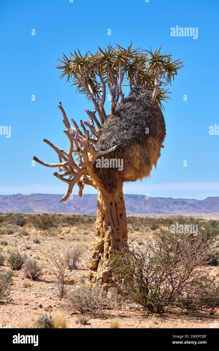 Kalahari tree san hi-res stock photography and images - Alamy