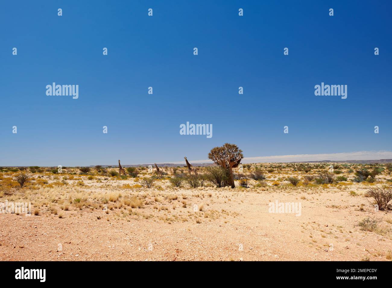 Kalahari tree san hi-res stock photography and images - Alamy