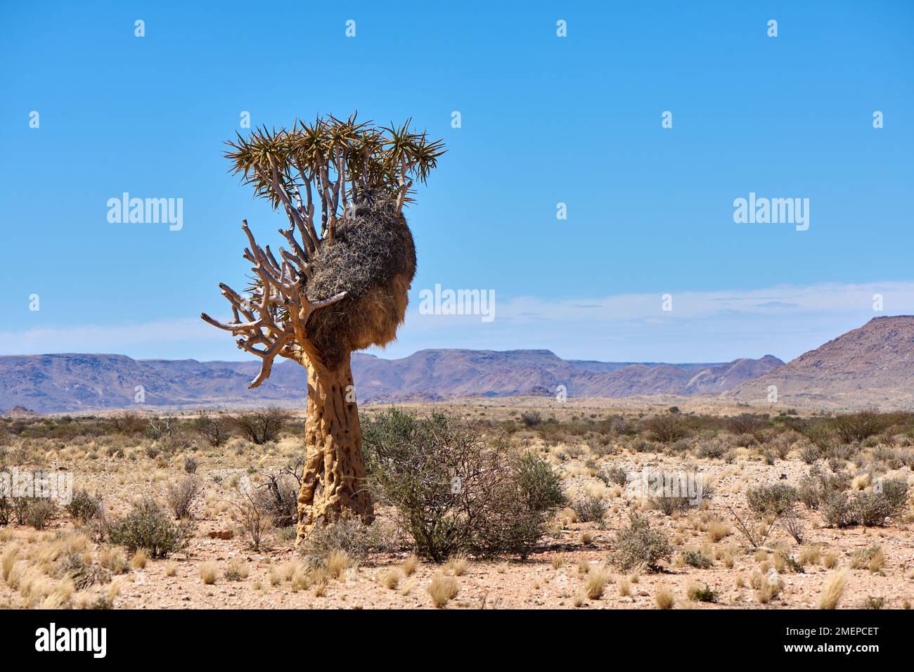 Kalahari tree san hi-res stock photography and images - Alamy
