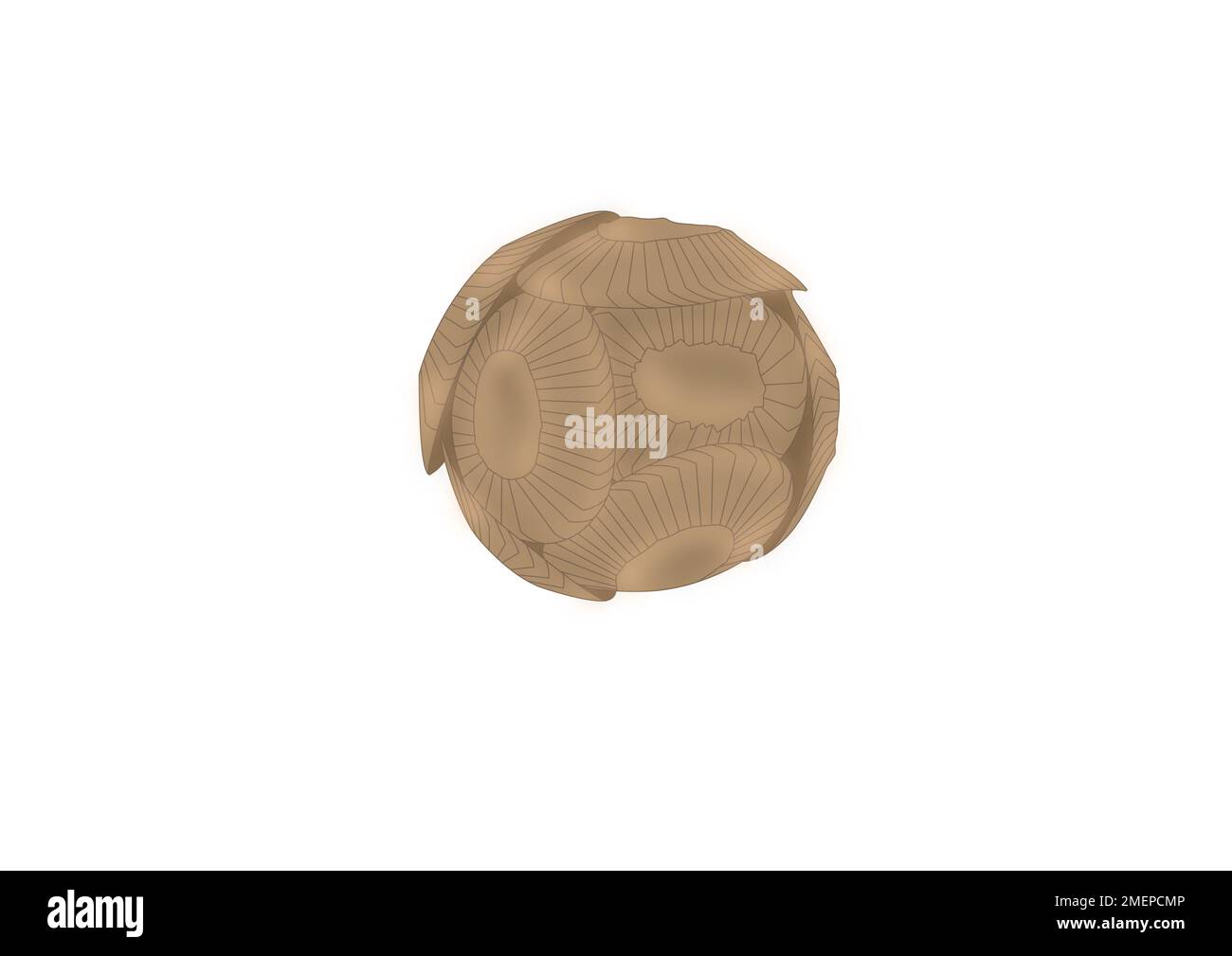 Coccolithophore plankton hi-res stock photography and images - Alamy