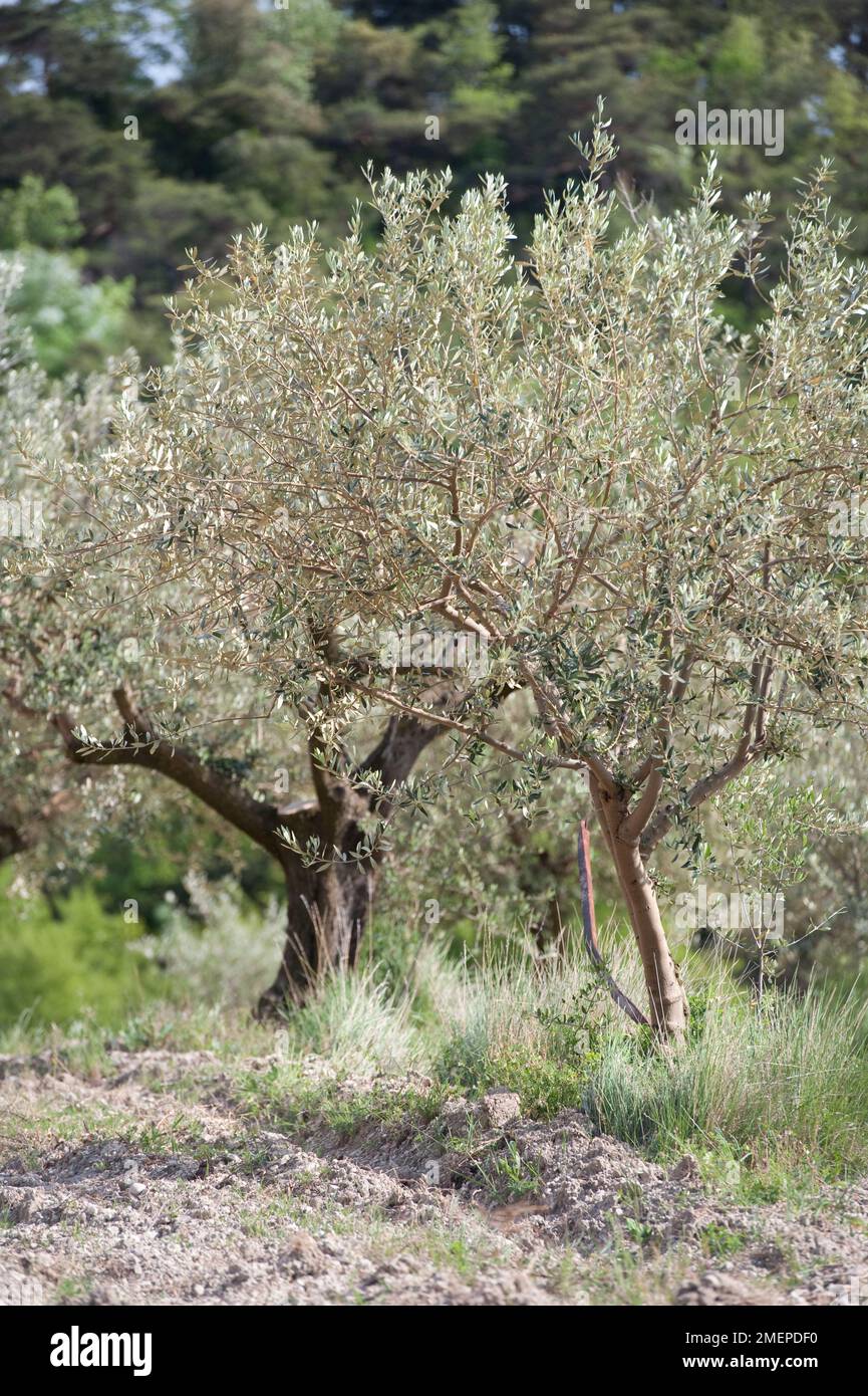 Olive tree grove nyons hi-res stock photography and images - Alamy