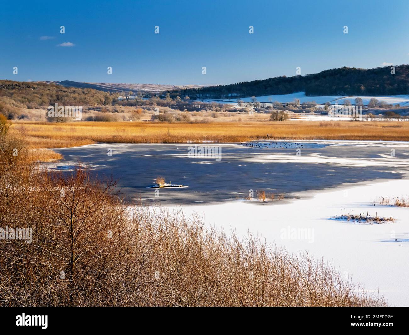 Wildfowl congregating in open water amongst ice during freezing ...