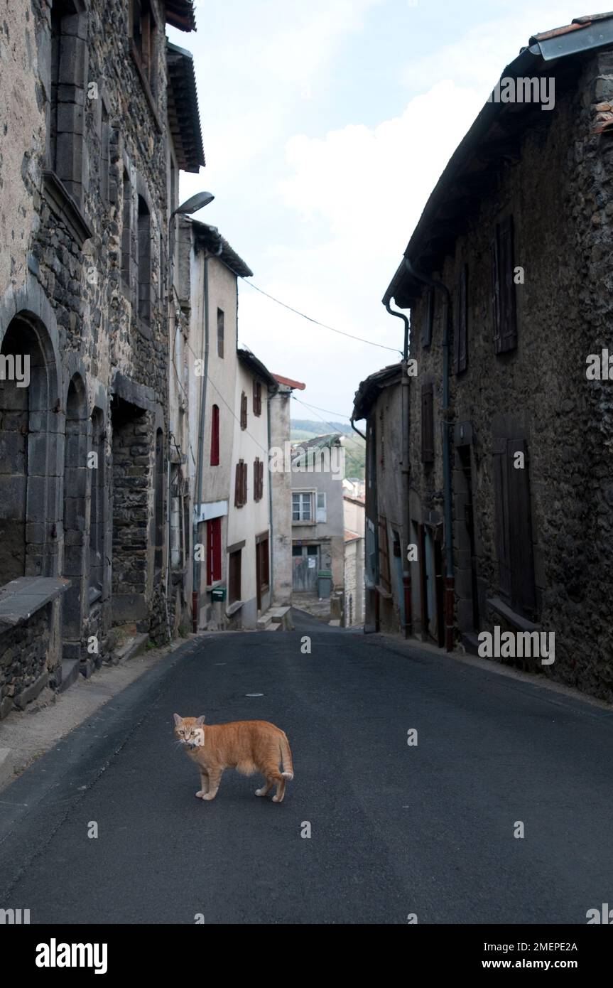 Flour cat hi-res stock photography and images - Alamy