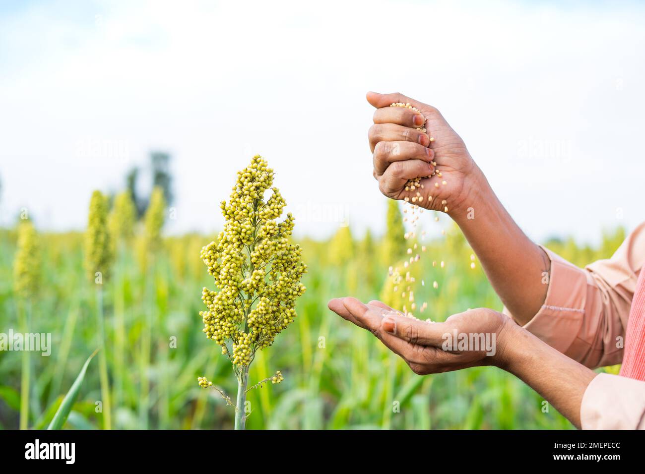 close up shot of farmer hands seeing seeds or grinds from grown crop at ...
