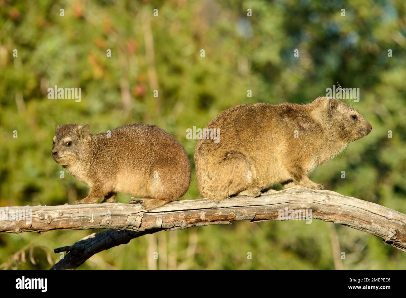 Tree dassies hi-res stock photography and images - Alamy