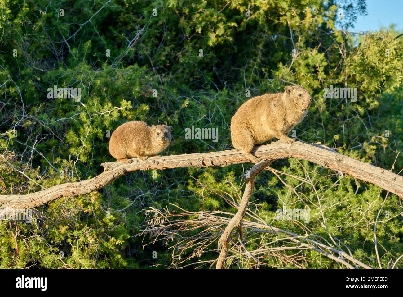 Tree dassies hi-res stock photography and images - Alamy