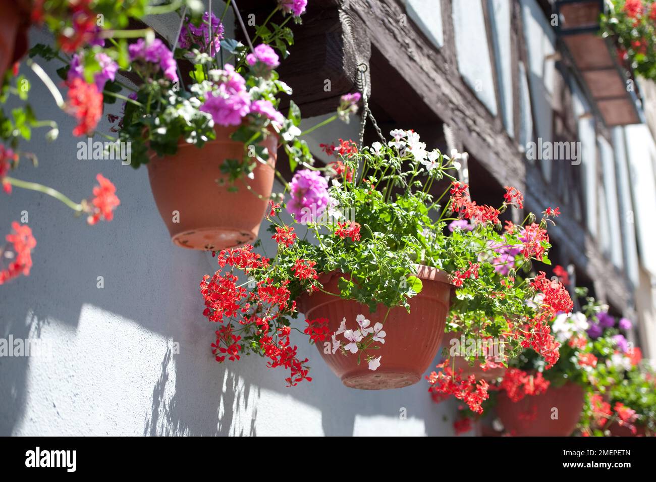 France, Alsace, Colmar, medieval half-timbered house with hanging ...