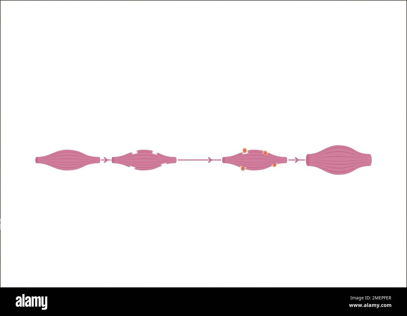 Human build hi-res stock photography and images - Alamy