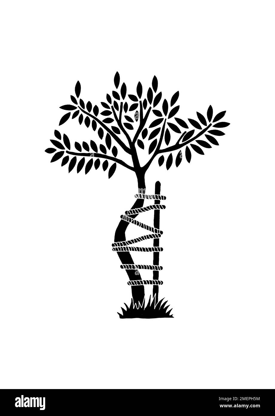 Bent tree tied to a stick so as to correct its form Stock Photo - Alamy