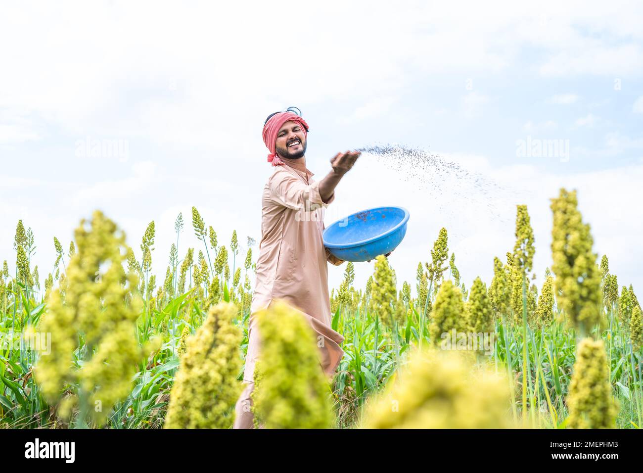 Farmer throwing fertiliser to maize field to plant growth and pest ...