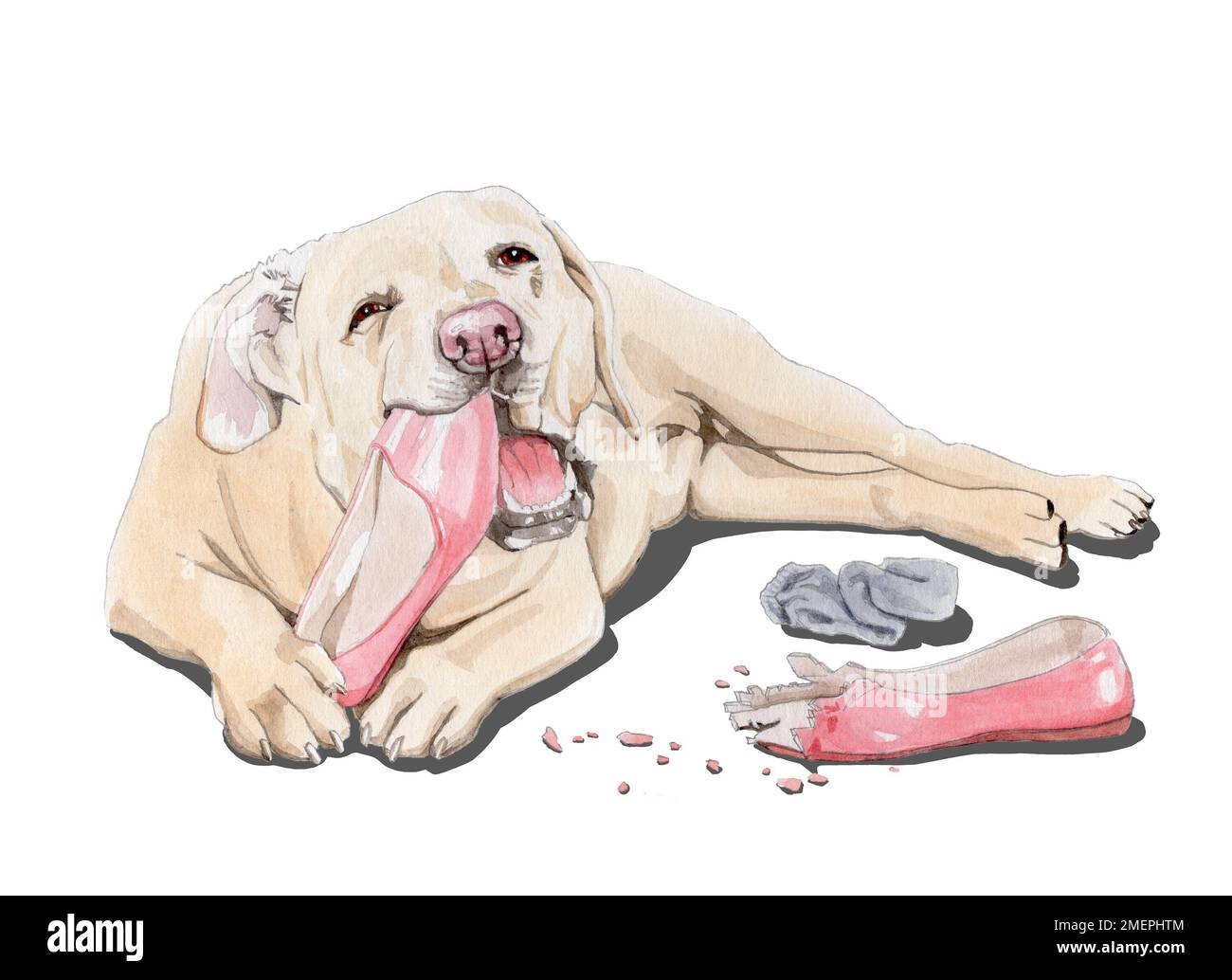 Damage to dog Cut Out Stock Images & Pictures - Alamy