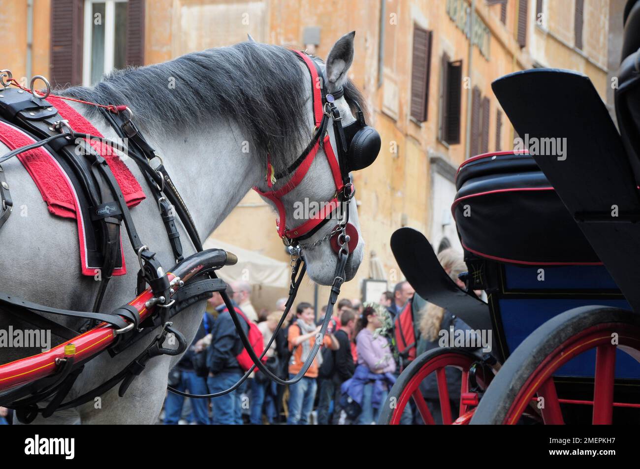 Italy, Lazio, Rome, Centro Storico, Pantheon, horses & carriages ...