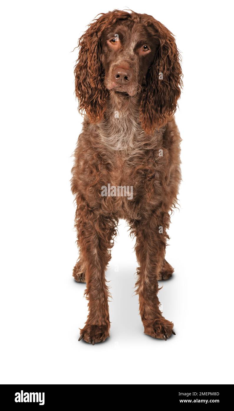 Is The Pont Audemer Spaniel Legal In France